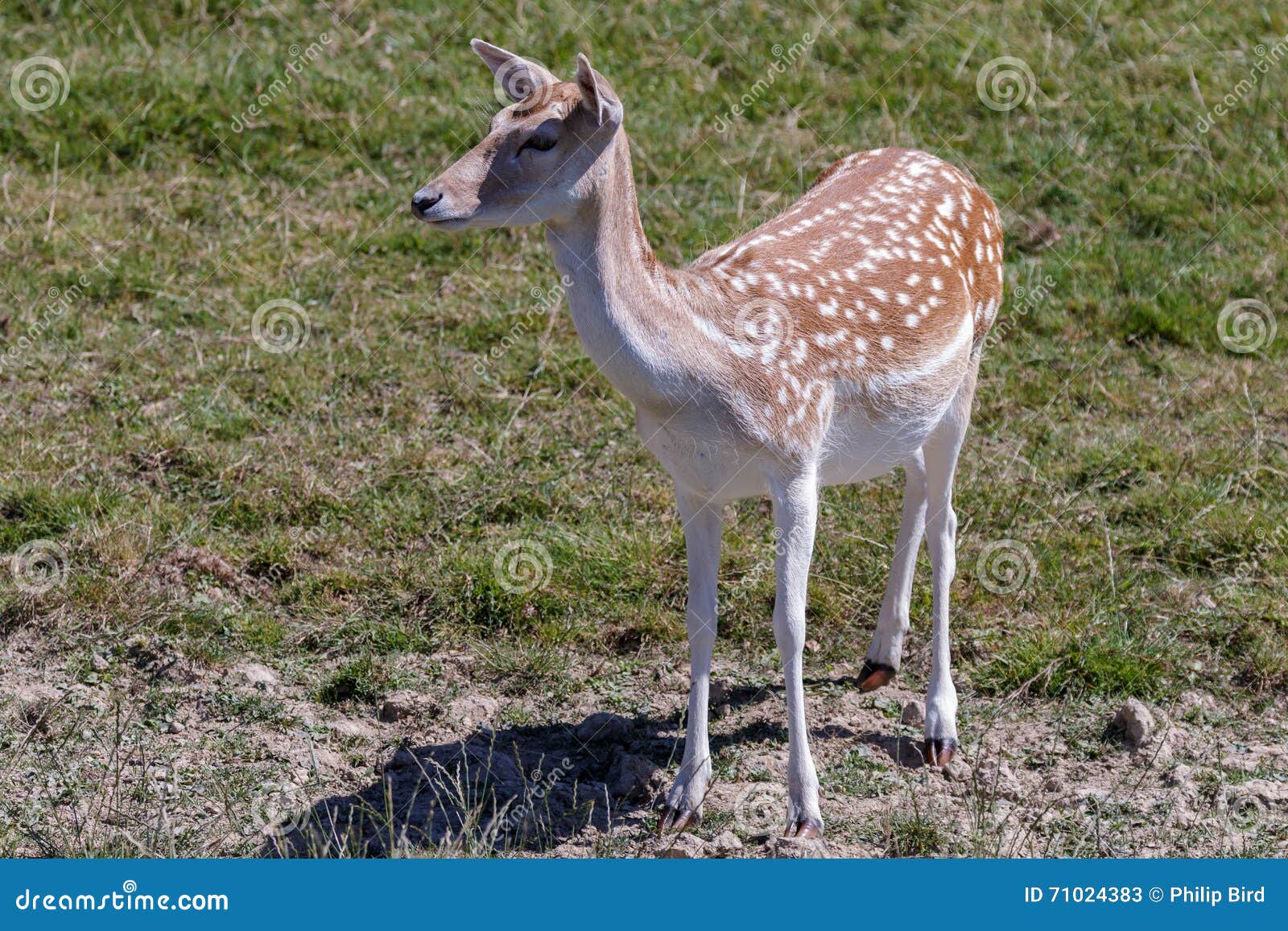Fallow Deer (Dama dama) stock image. Image of england - 71024383