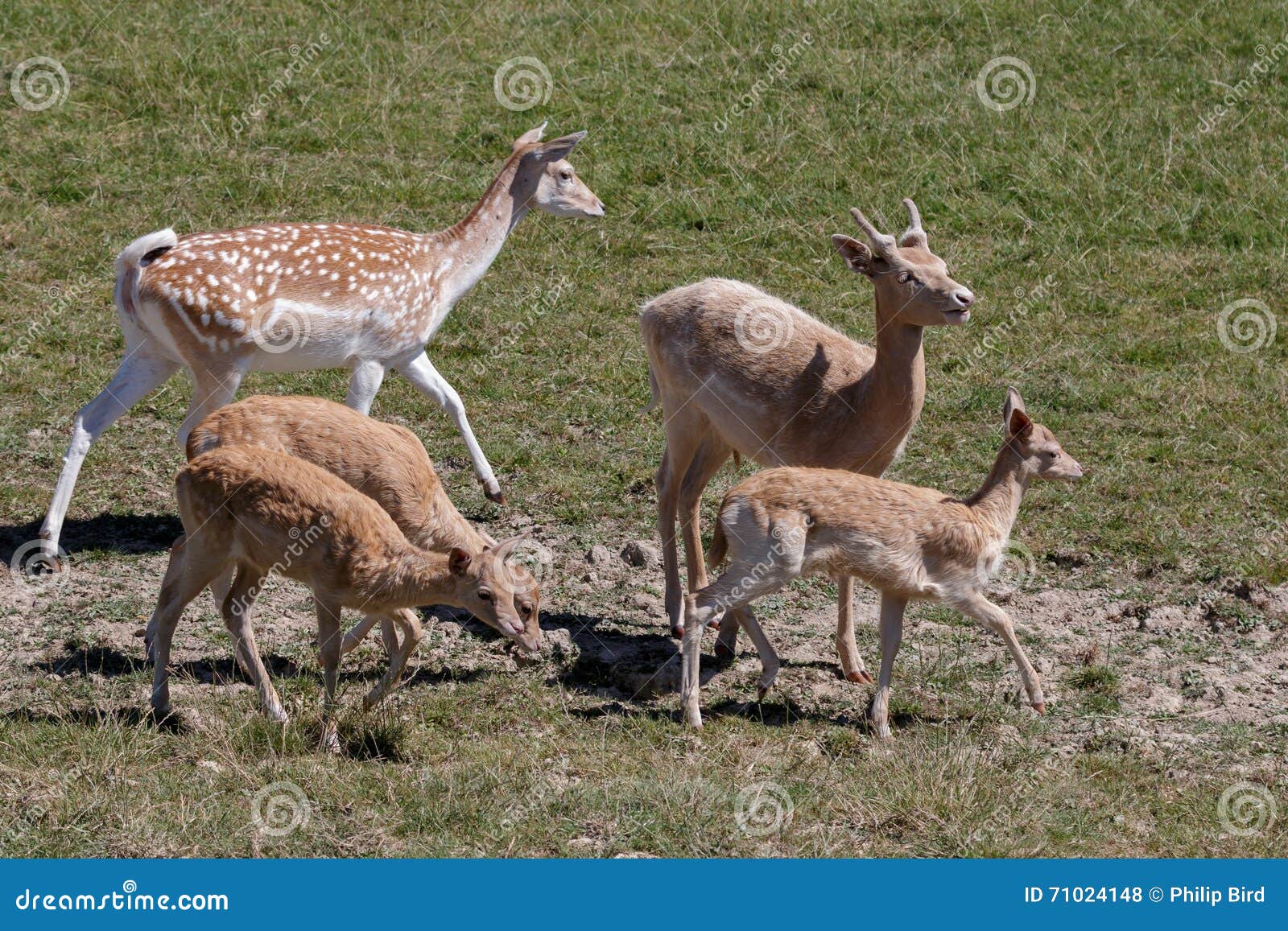 Fallow Deer (Dama dama) stock photo. Image of herbivore - 71024148