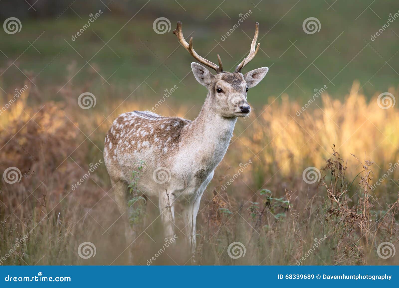 Fallow Deer (Dama Dama) stock image. Image of grass, wild - 68339689