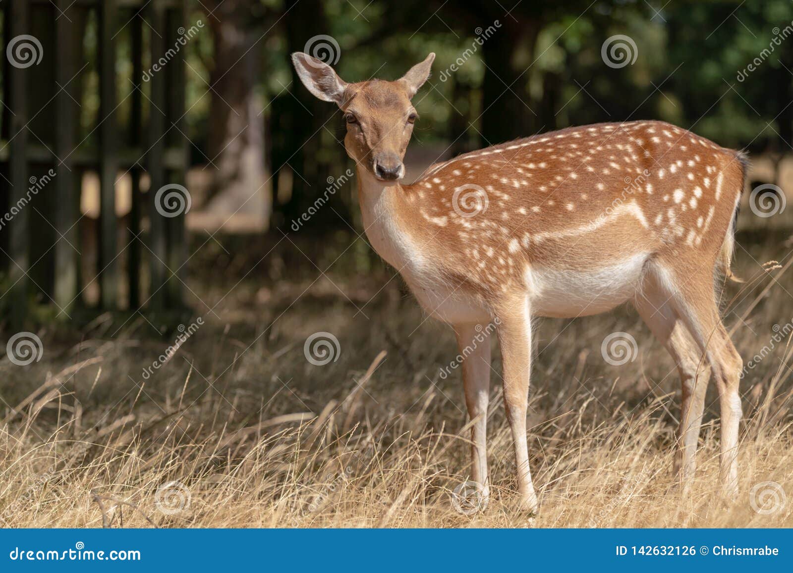 Fallow Deer Dama dama doe stock photo. Image of outdoors - 142632126