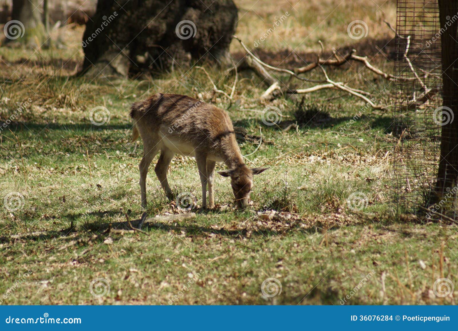 Fallow Deer - Dama dama stock photo. Image of bambi, cervidae - 36076284