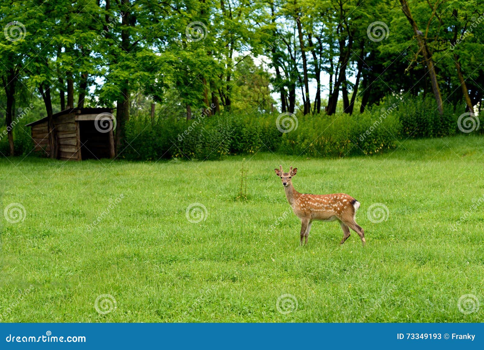 Fallow deer (Dama dama) stock image. Image of majestic - 73349193