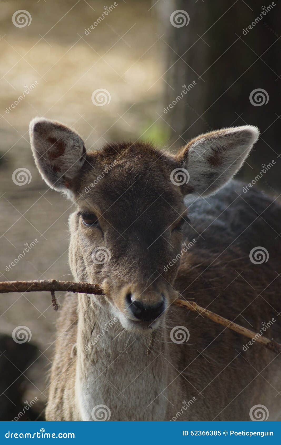 Fallow Deer - Dama dama stock image. Image of chordata - 62366385