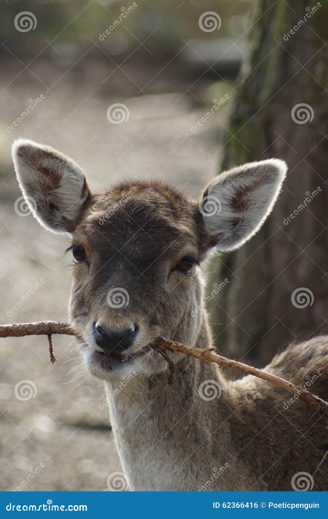 Fallow Deer - Dama dama stock photo. Image of fallow - 62366416