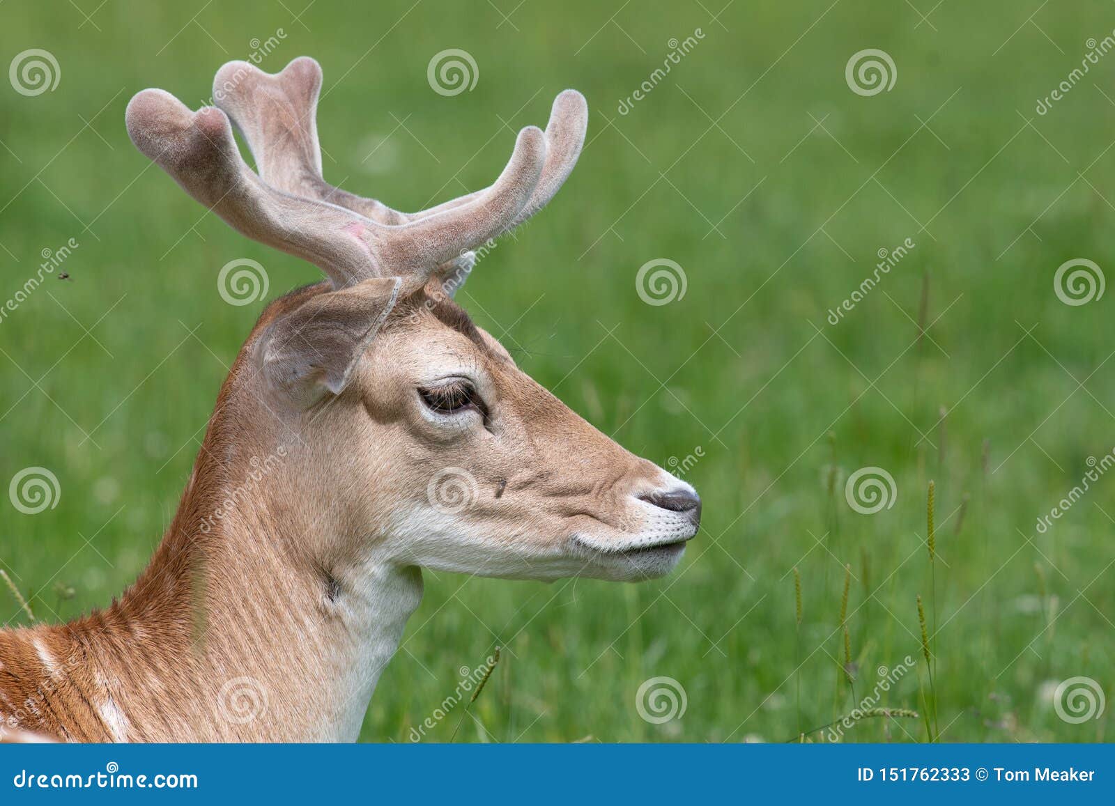 Fallow deer dama dama stock image. Image of head, cervidae - 151762333