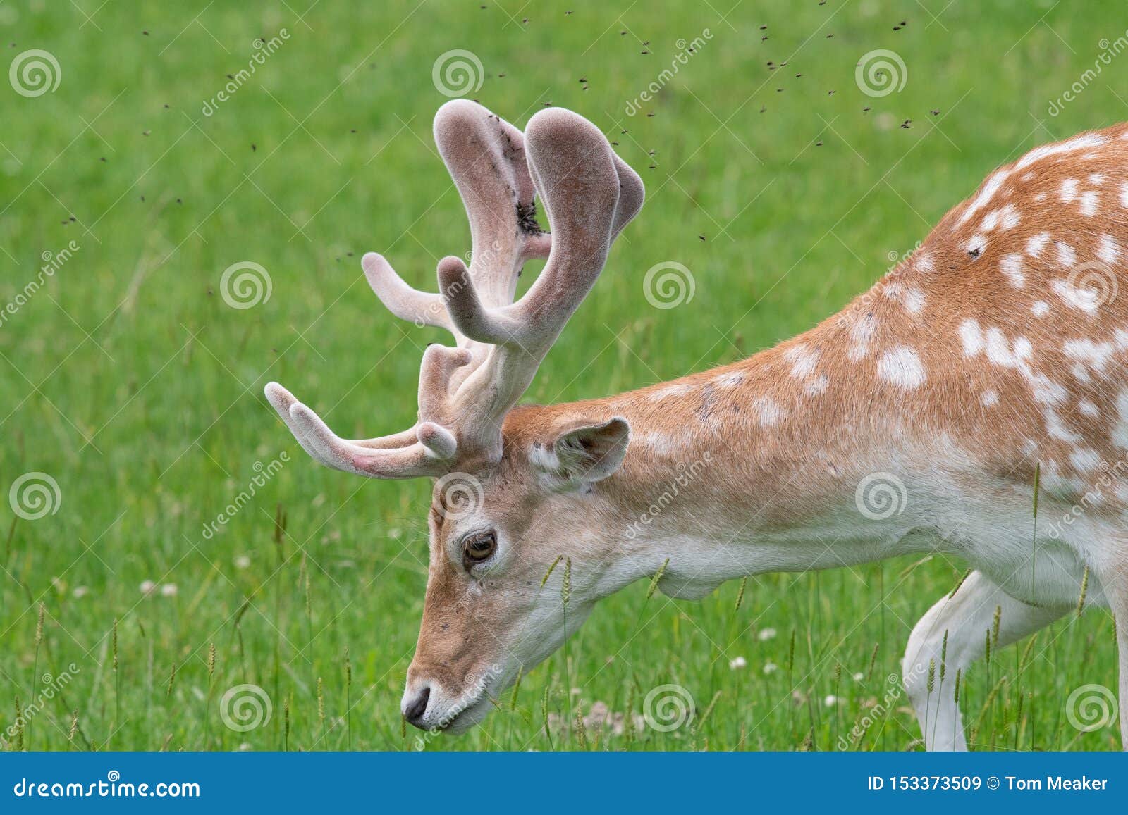 Fallow deer dama dama stock image. Image of headshot - 153373509