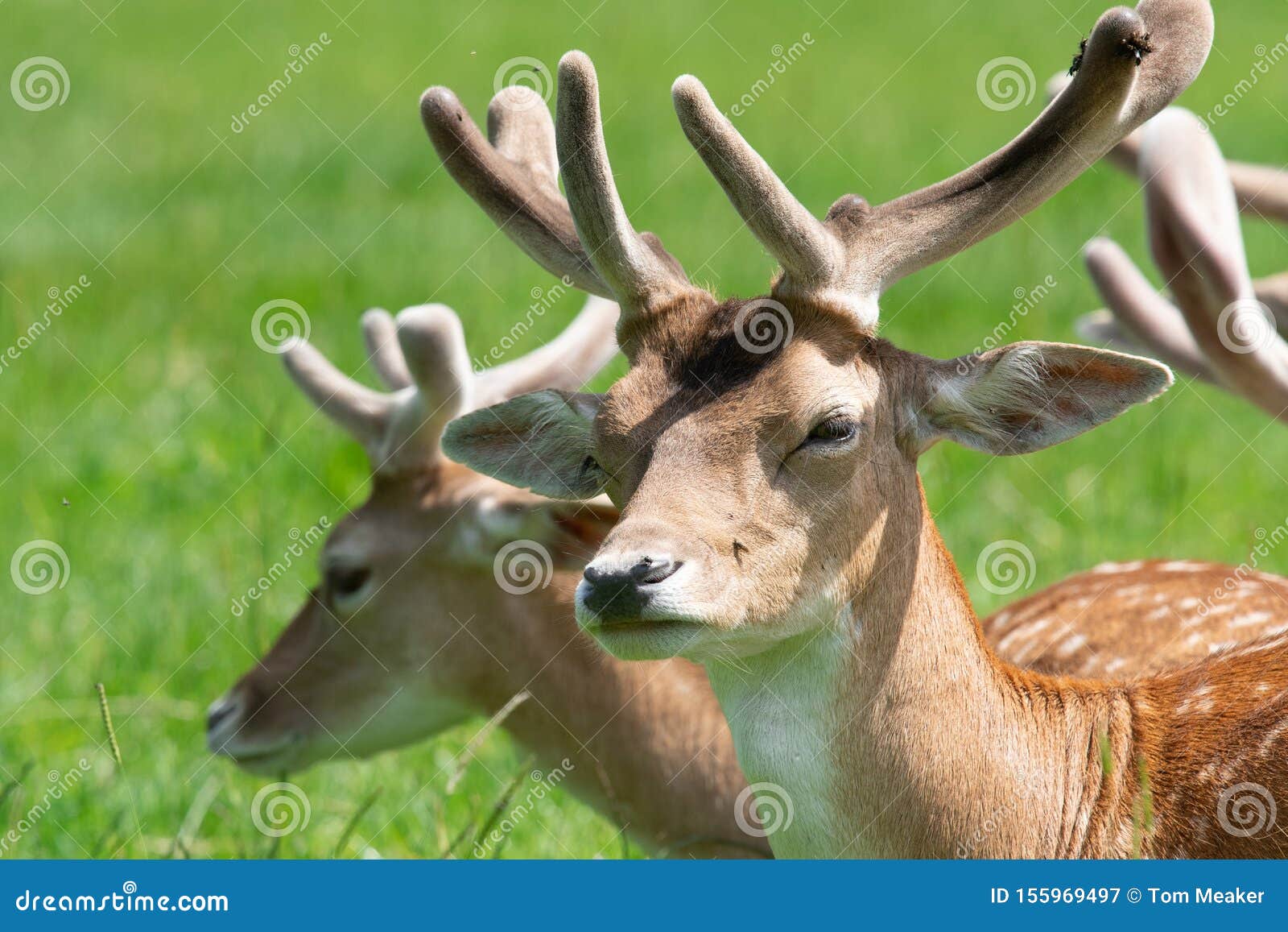 Fallow deer dama dama stock image. Image of natural - 155969497
