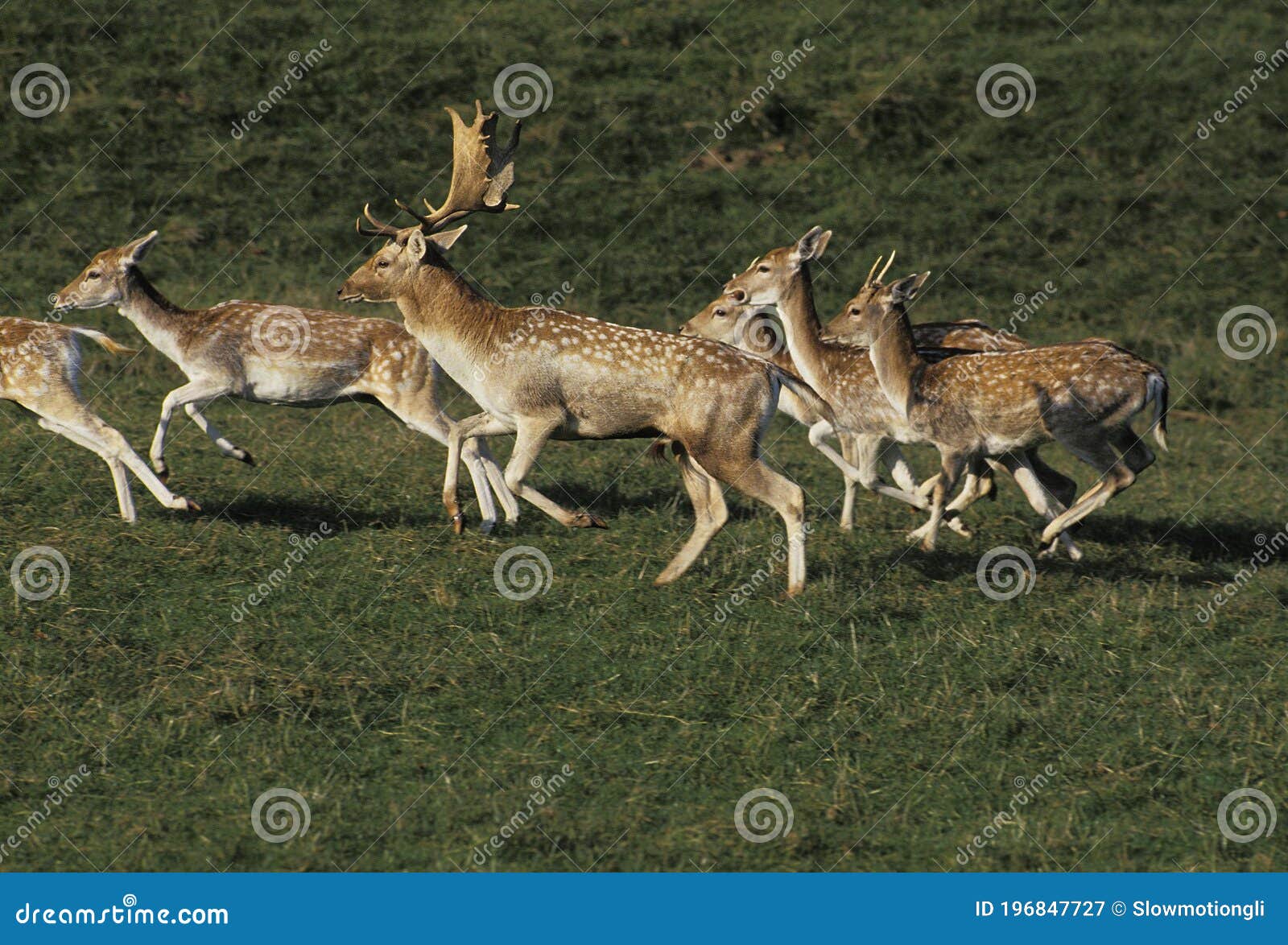 Fallow Deer, Dama Dama, Herd Running Stock Image - Image of female ...
