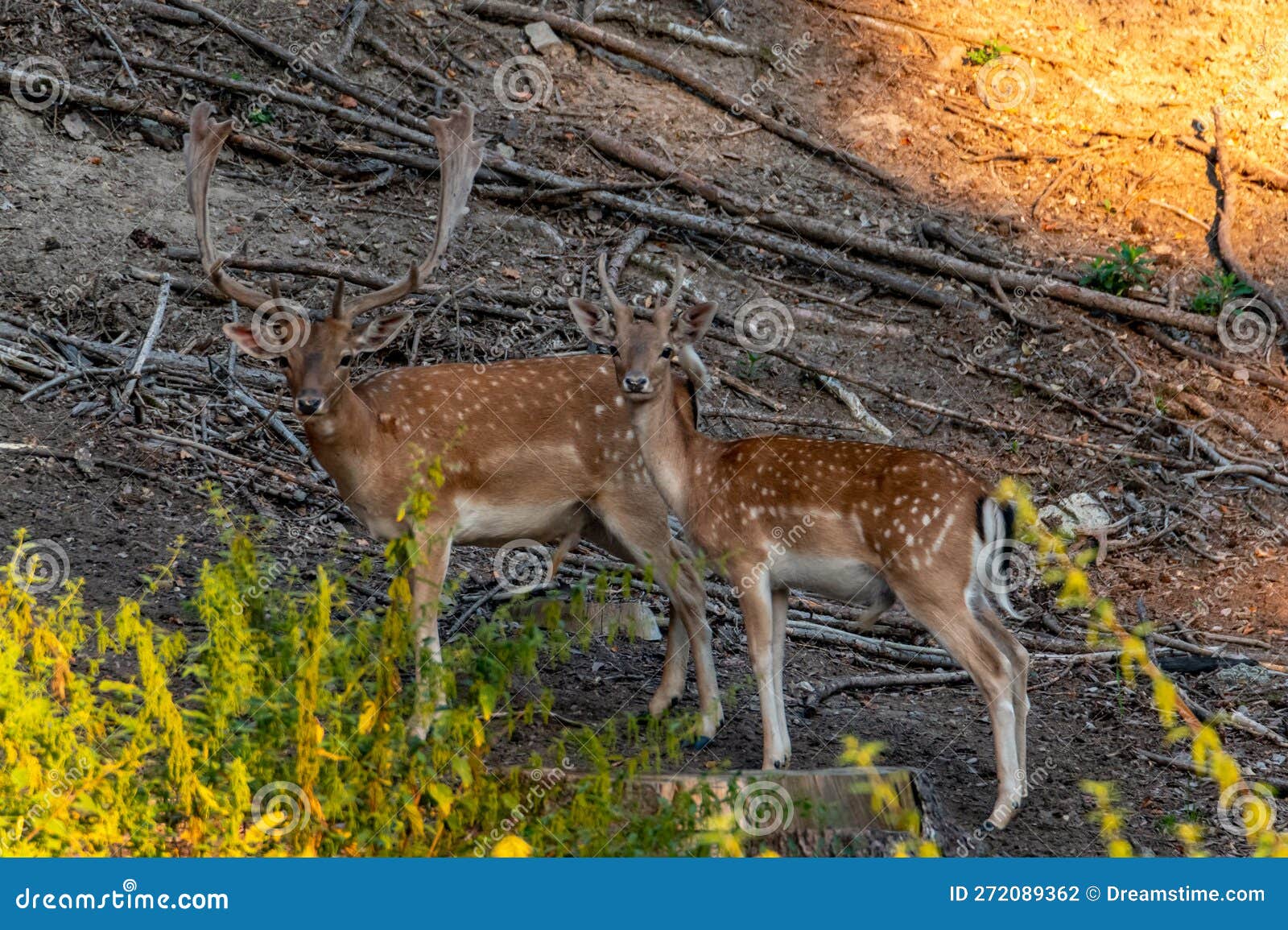 Fallow Deer (Dama Dama) on a Meadow or in a Forest in the Czech ...