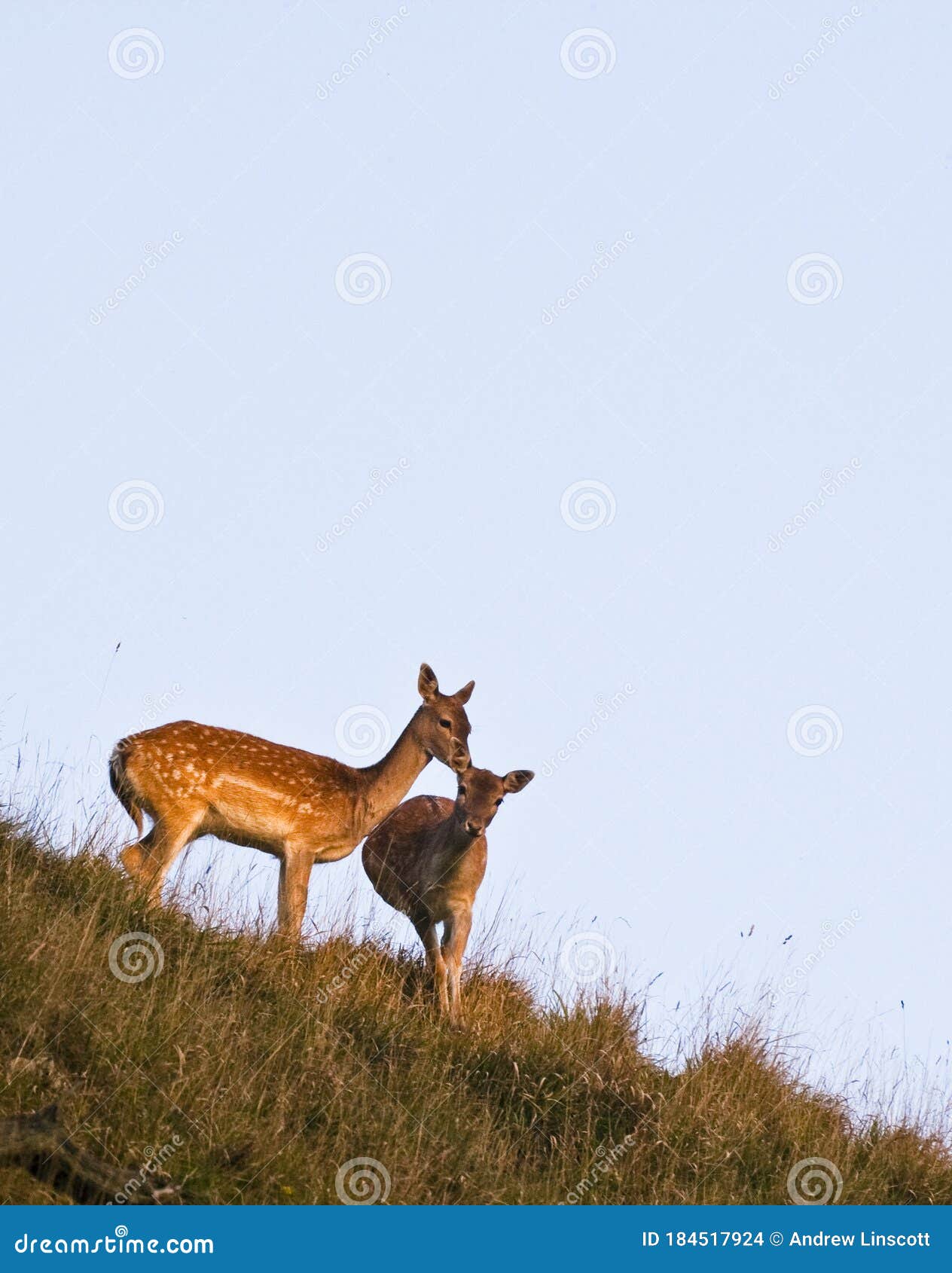 Fallow Deer Dama Dama on a Hilside Stock Photo - Image of hilside ...
