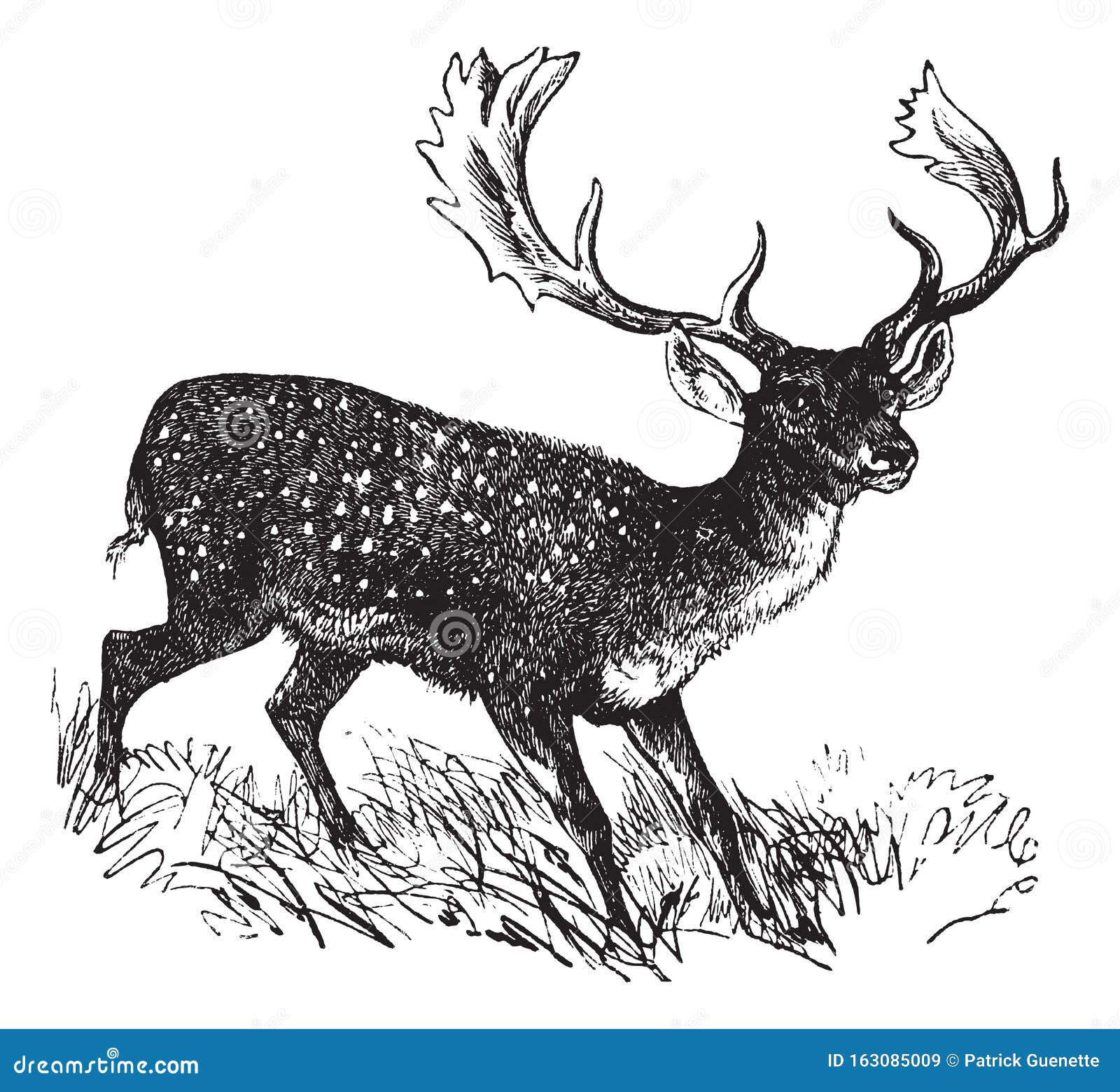 Fallow Deer or Dama Dama, Vintage Engraving Stock Vector - Illustration ...