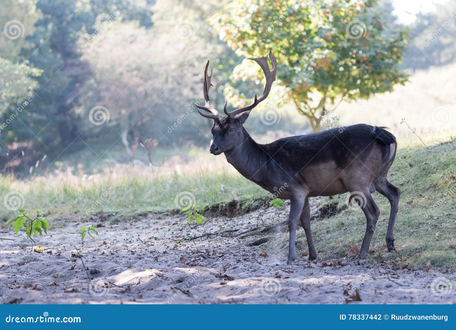 Fallow deer stock photo. Image of dark, walking, wildlife - 78337442