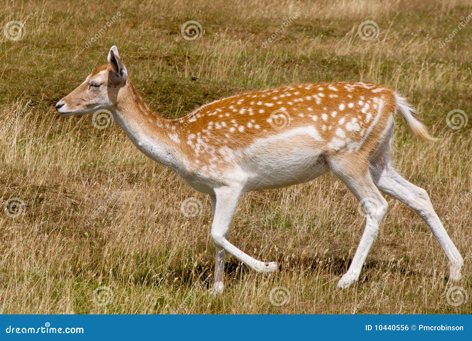 Fallow deer Doe stock photo. Image of park, brown, fallow - 10440556