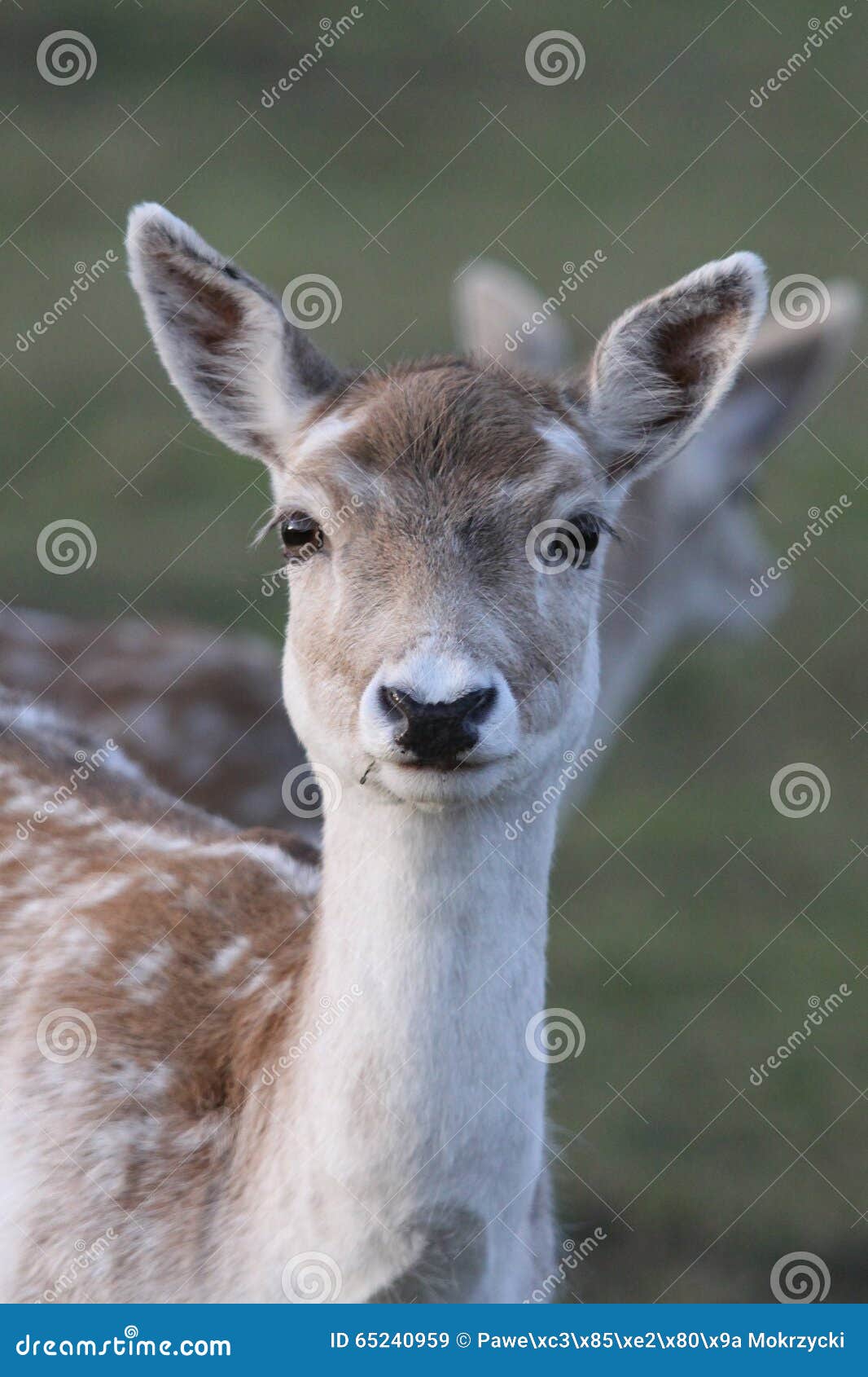 Fallow deer stock image. Image of dama, forest, head - 65240959