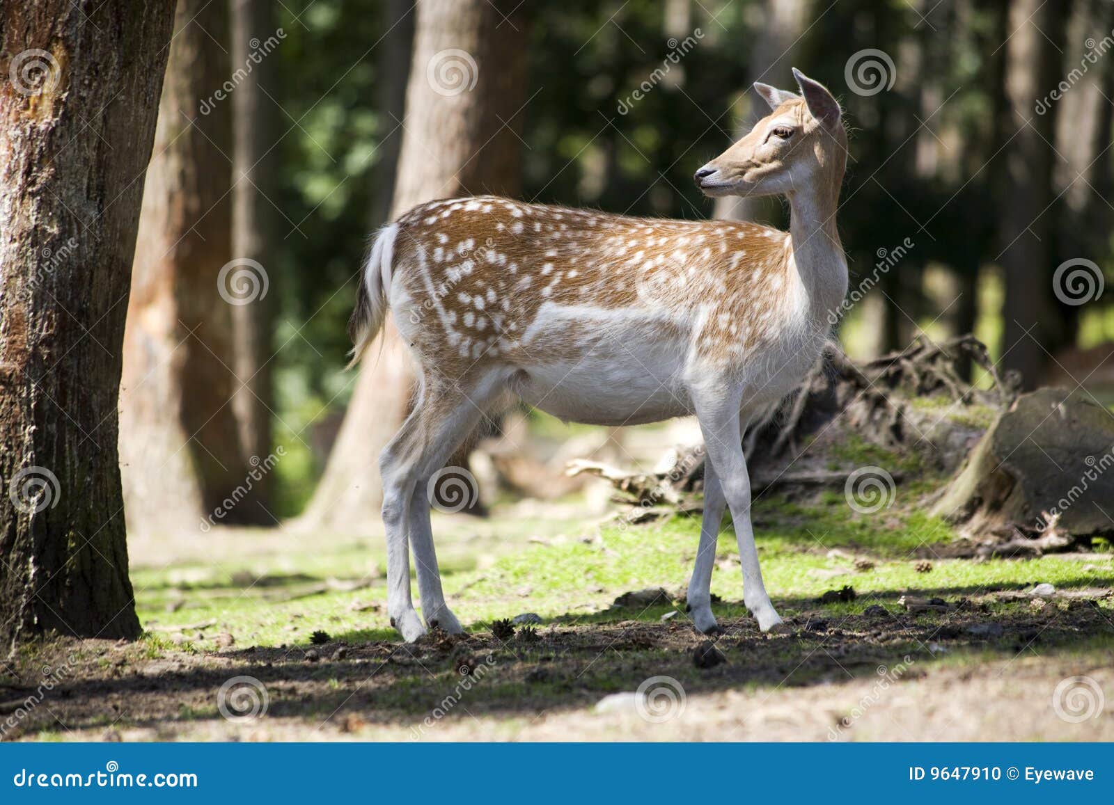 Fallow Deer Doe in the Forest Stock Photo - Image of deer, forest: 9647910