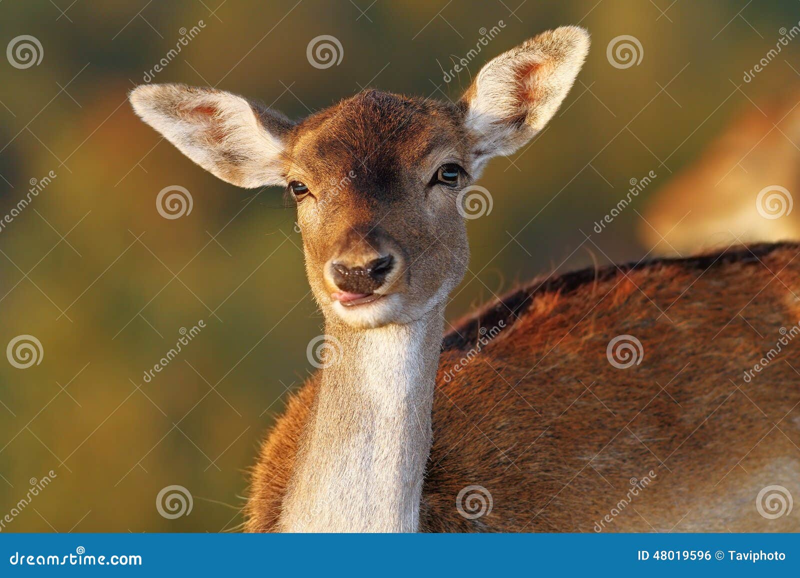 Fallow Deer Doe Portrait Looking at Camera Stock Photo - Image of ...
