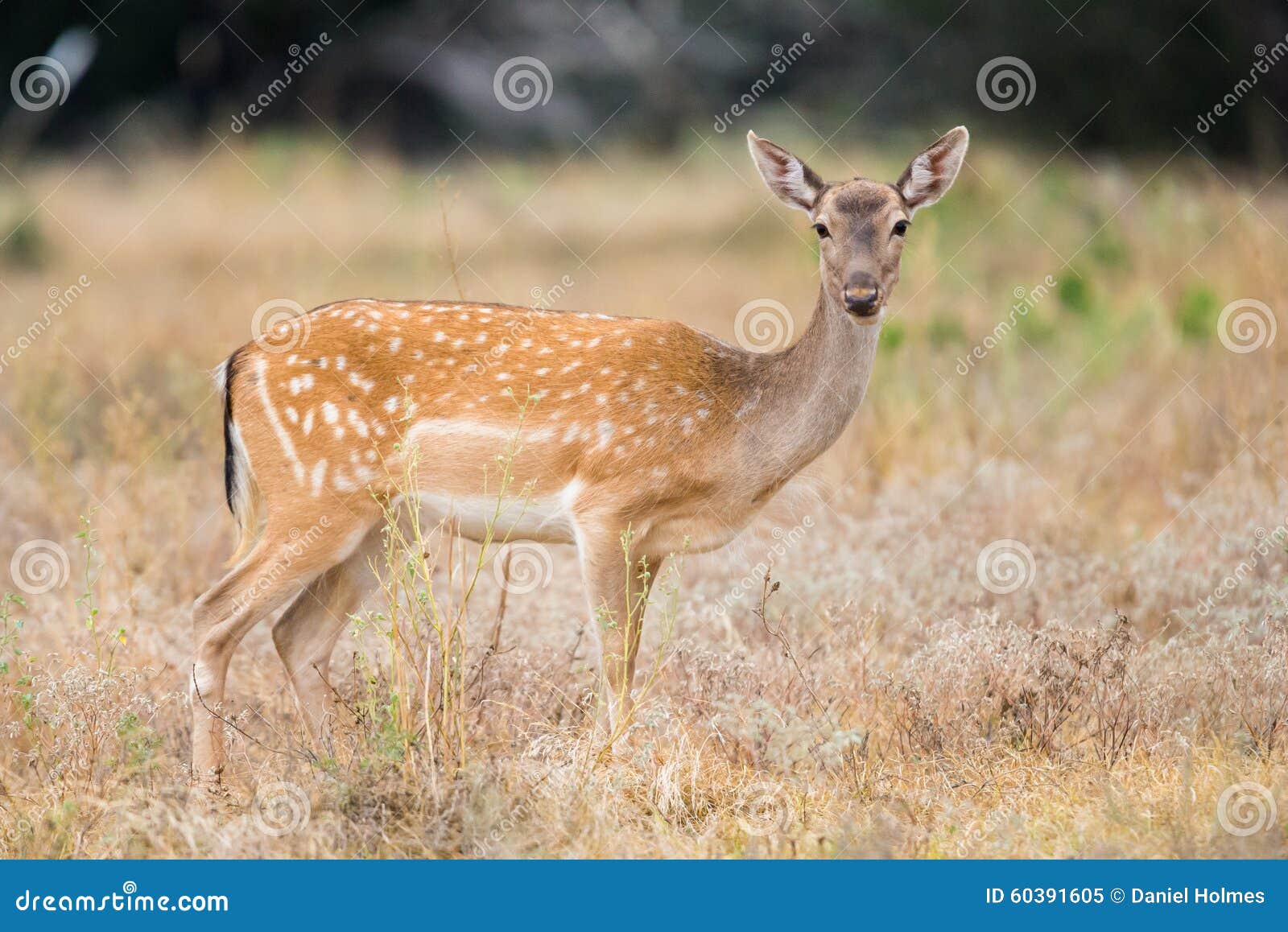 Fallow Deer Doe stock image. Image of graze, grass, eurasian - 60391605