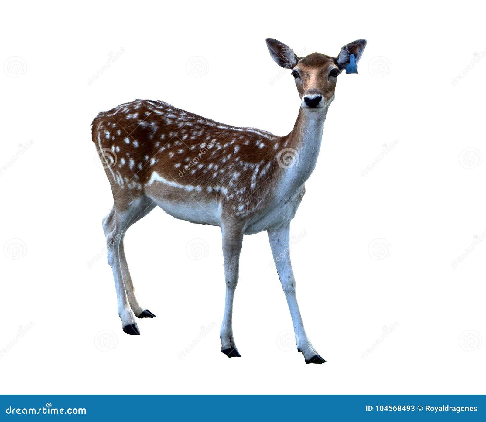Tagged Fallow Deer Isolated Stock Image - Image of deer, curious: 104568493