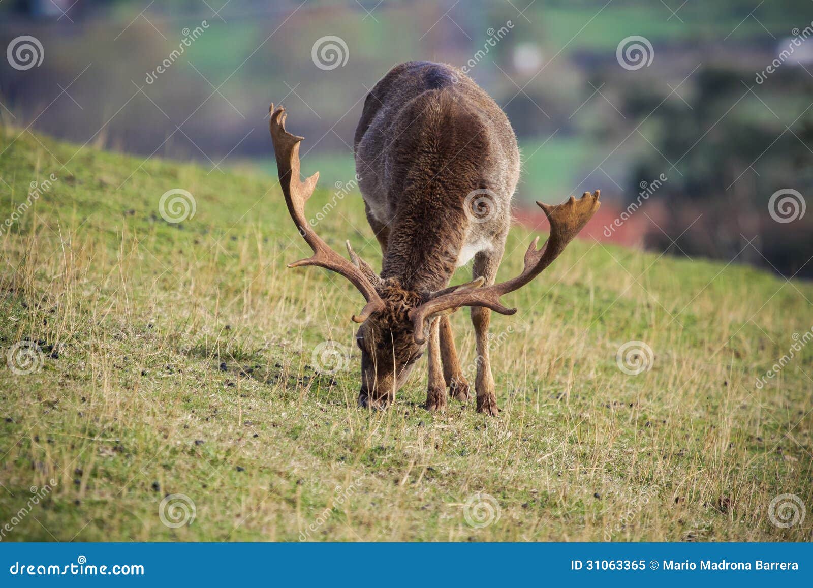 Roe Deer Eating Acorns From The Tree, Capreolus Capreolus. Stock Photo ...