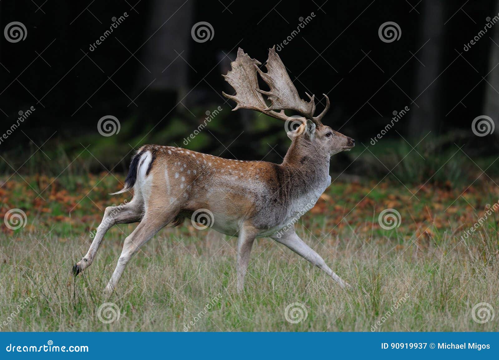 Fallow deer, Fallow buck stock image. Image of brown - 90919937
