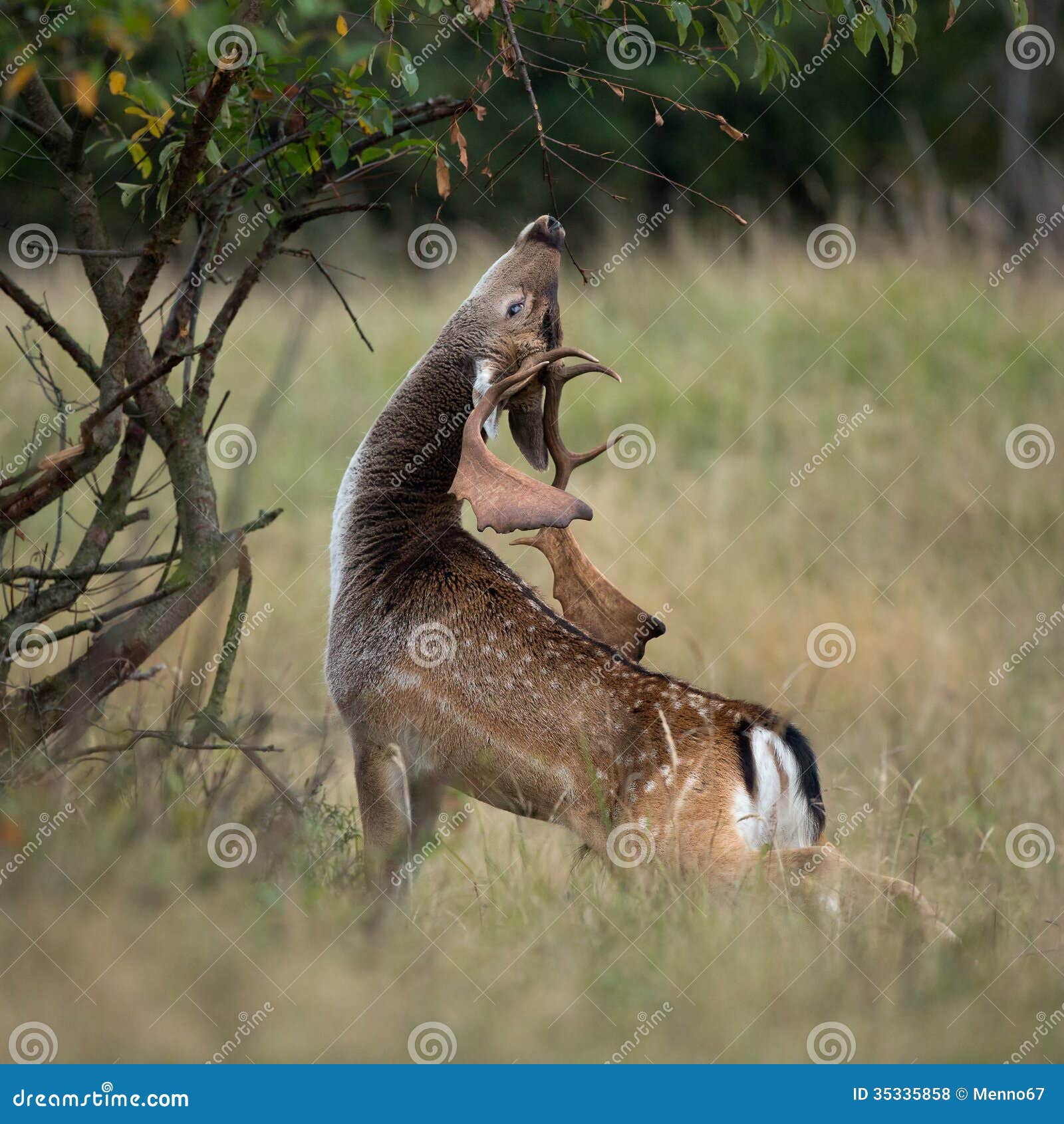 Fallow Deer stock photo. Image of breath, wildlife, large - 35335858