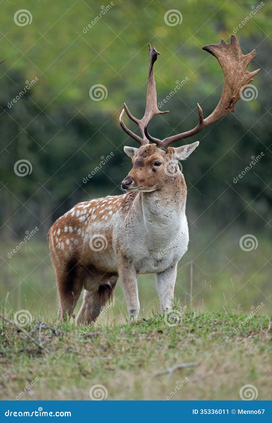Fallow Deer stock image. Image of game, hunting, nature - 35336011