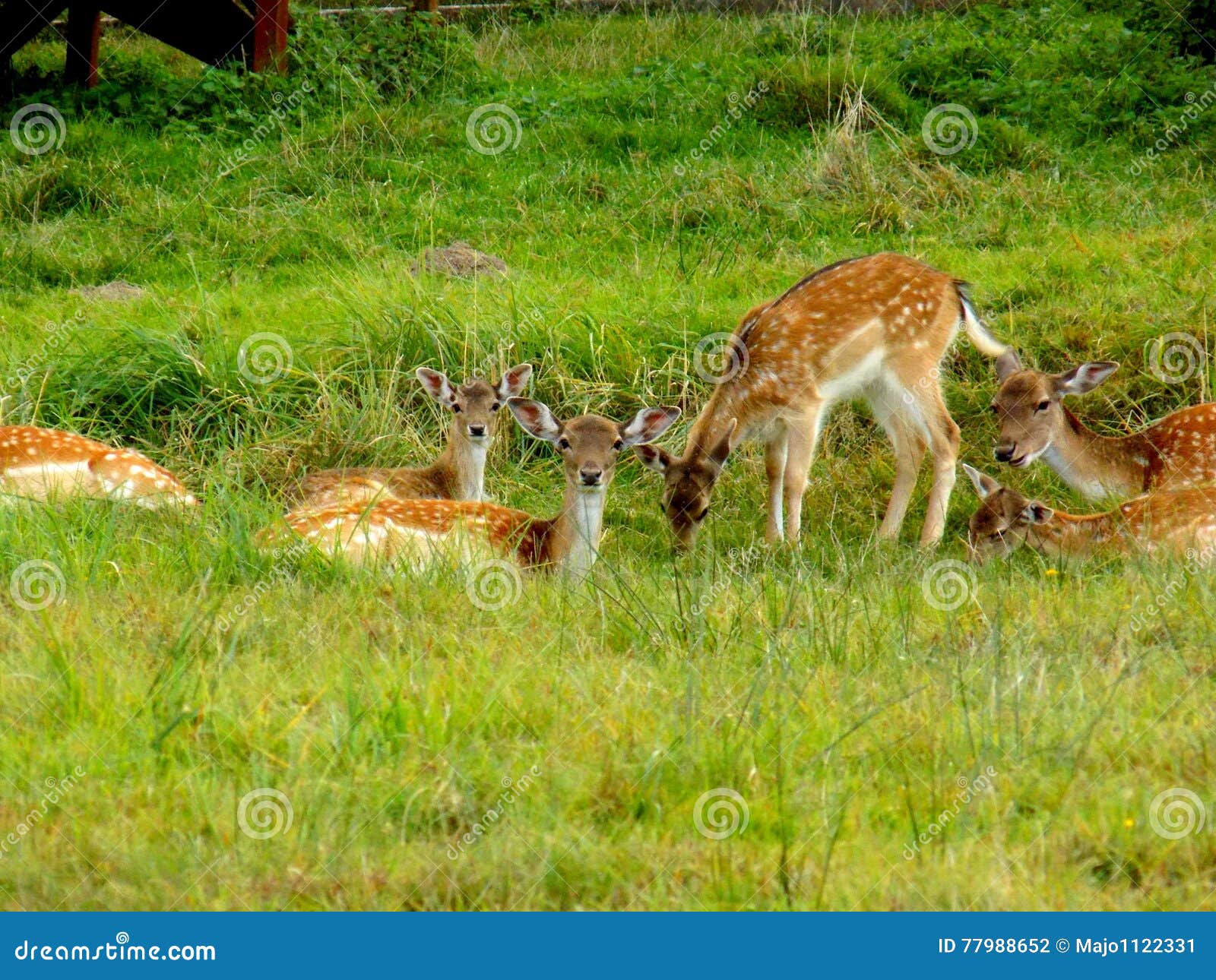 Fallow Deer Family on Meadow Stock Photo - Image of season, vegetation ...