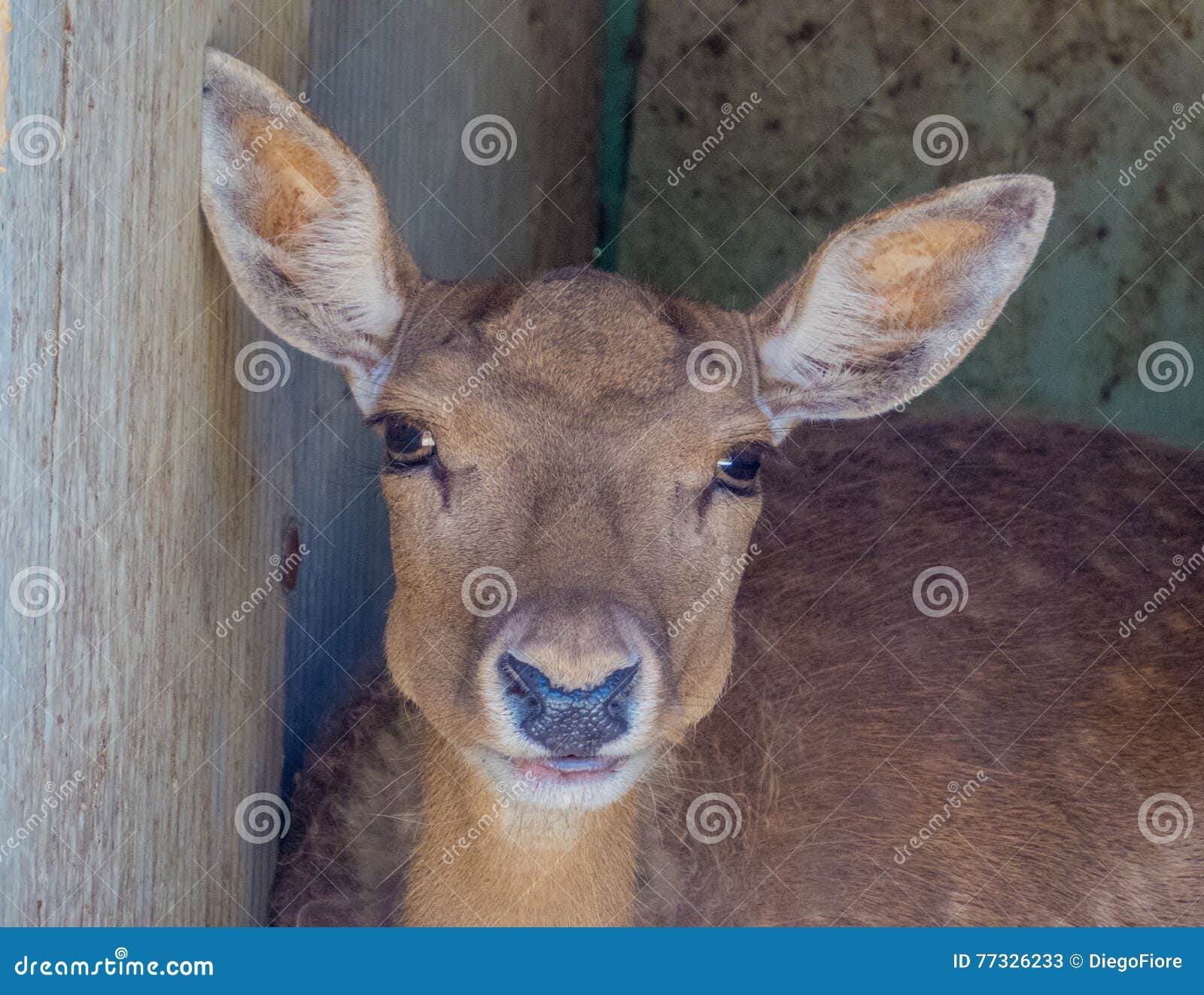 Fallow deer stock image. Image of face, cute, sweet, fallow - 77326233