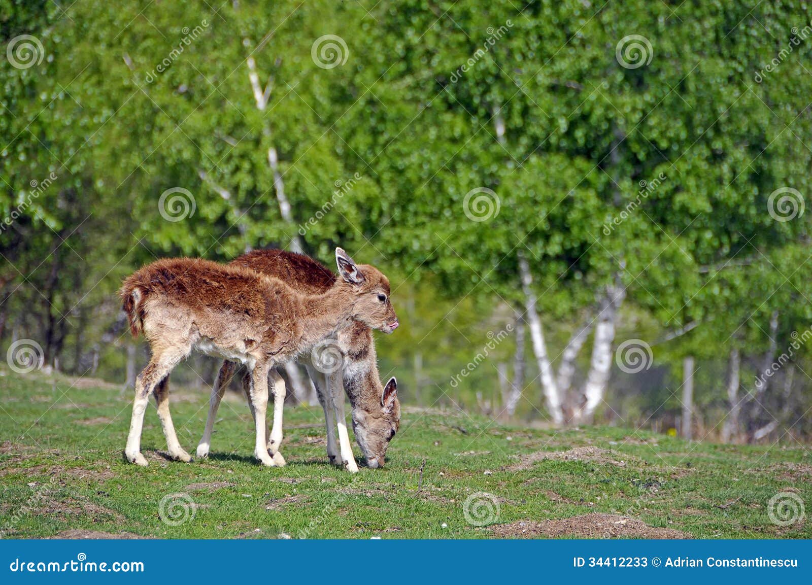 Fallow deer fawn stock image. Image of animal, deer, wildlife - 34412233