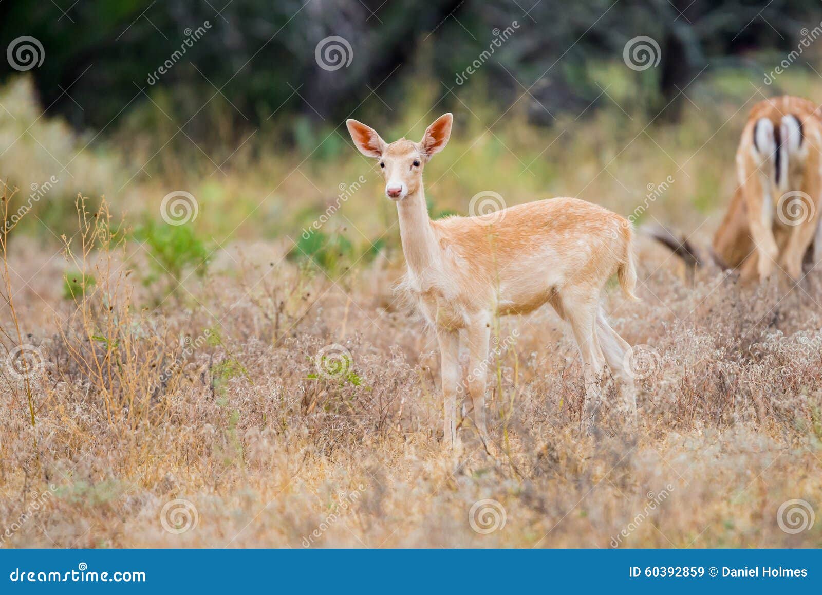 Fallow Deer Fawn stock image. Image of fawn, spots, graze - 60392859