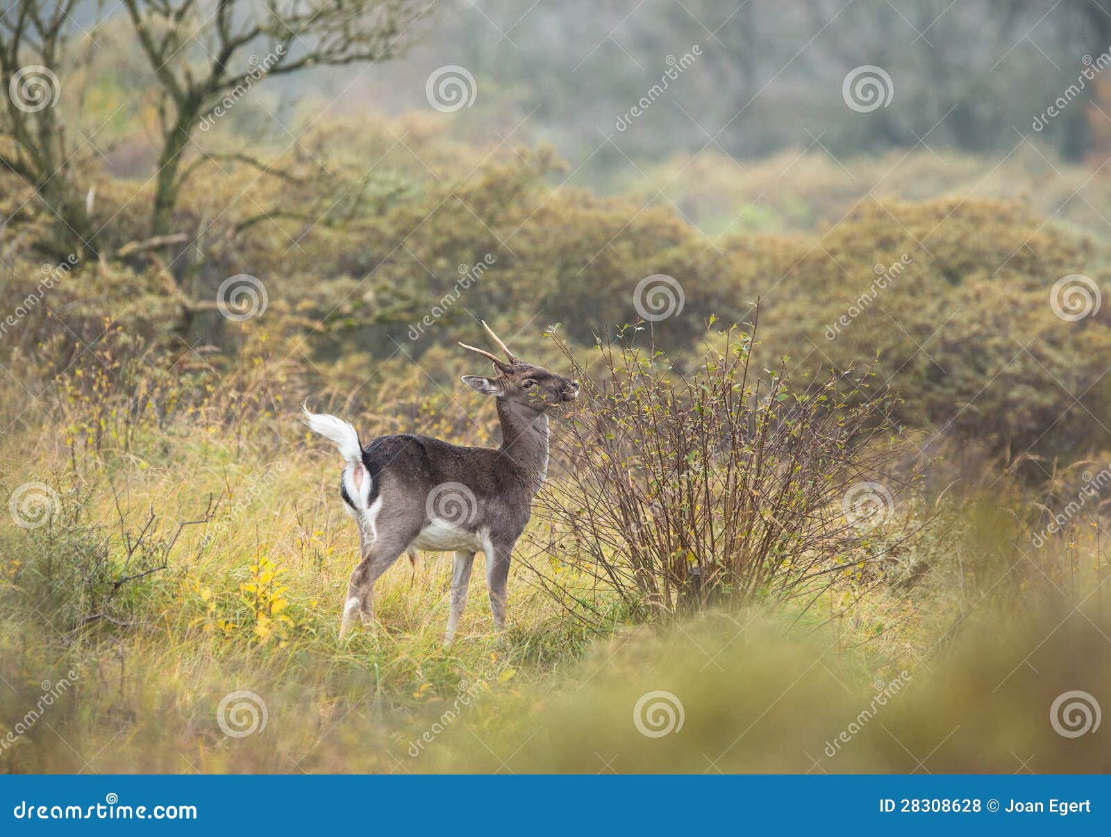 Fallow Deer Feeding on a Bush Stock Photo - Image of bush, color: 28308628