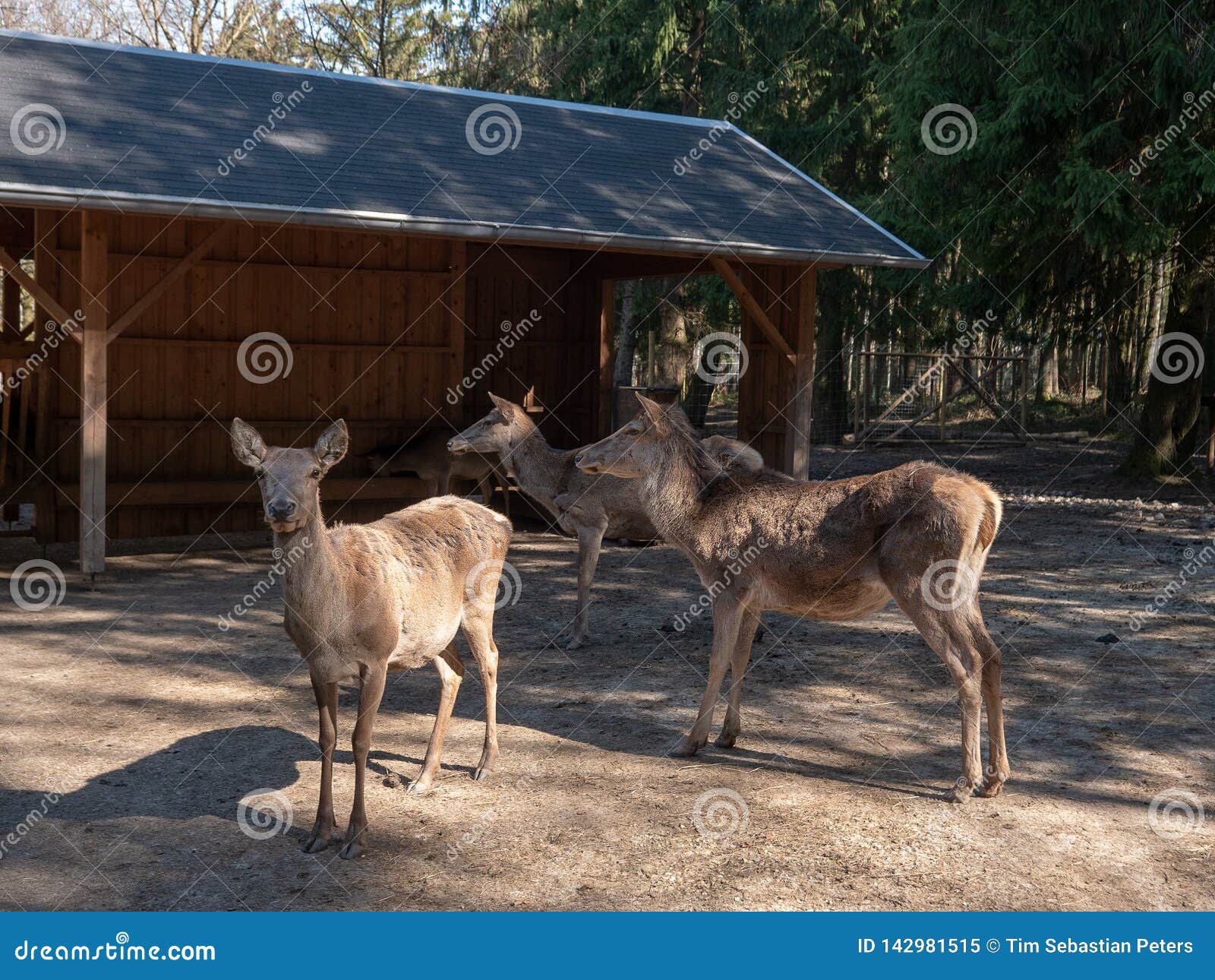 Fallow Deer on the Feeding-rack Stock Image - Image of landscape ...
