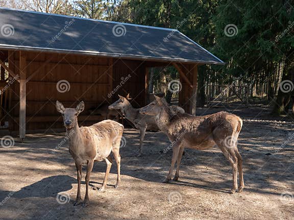 Fallow Deer on the Feeding-rack Stock Image - Image of landscape ...