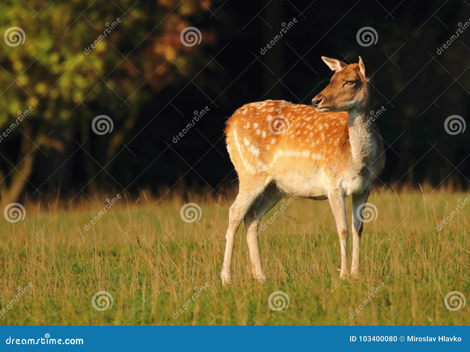 Fallow deer female stock photo. Image of autumn, mammal - 103400080