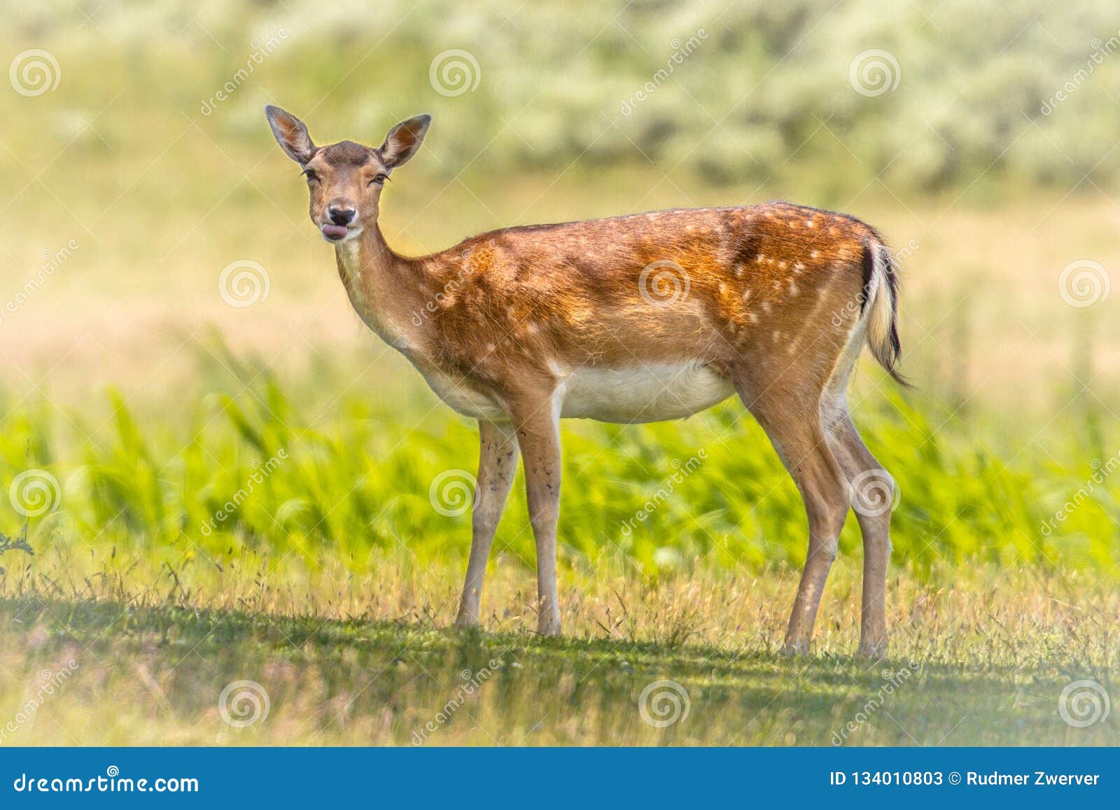 Fallow deer female stock image. Image of animal, closeup - 134010803