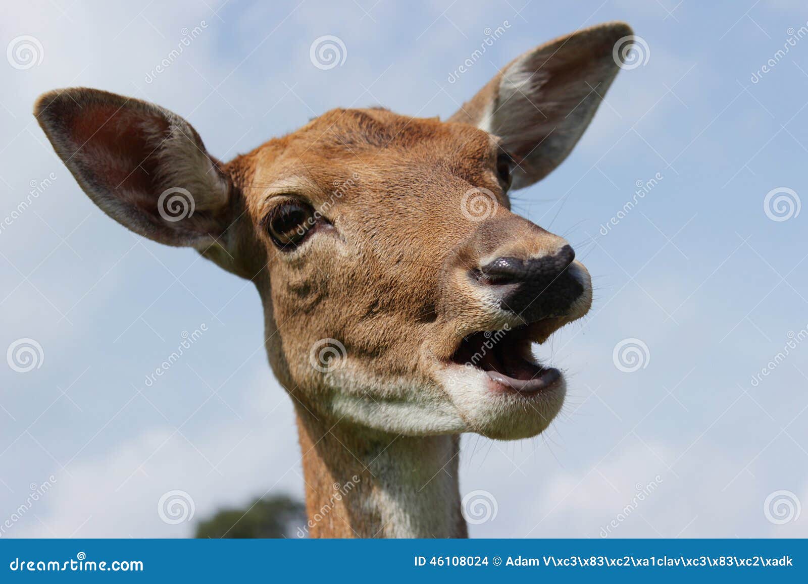 Fallow deer female stock photo. Image of antler, female - 46108024