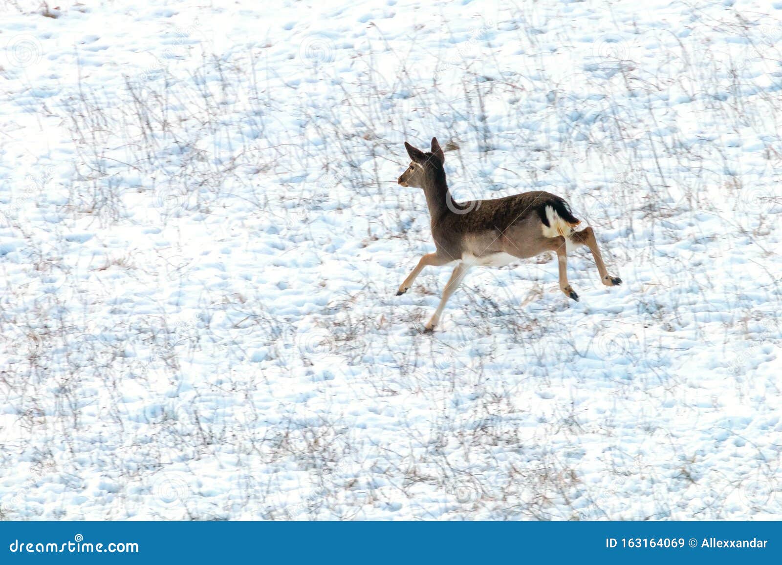 Fallow Deer Female Snow Winter Dama Dama Stock Image - Image of ...