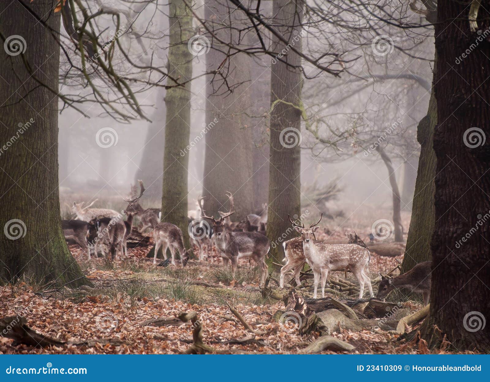 Fallow Deer in Foggy Winter Forest Landscape Stock Image - Image of ...