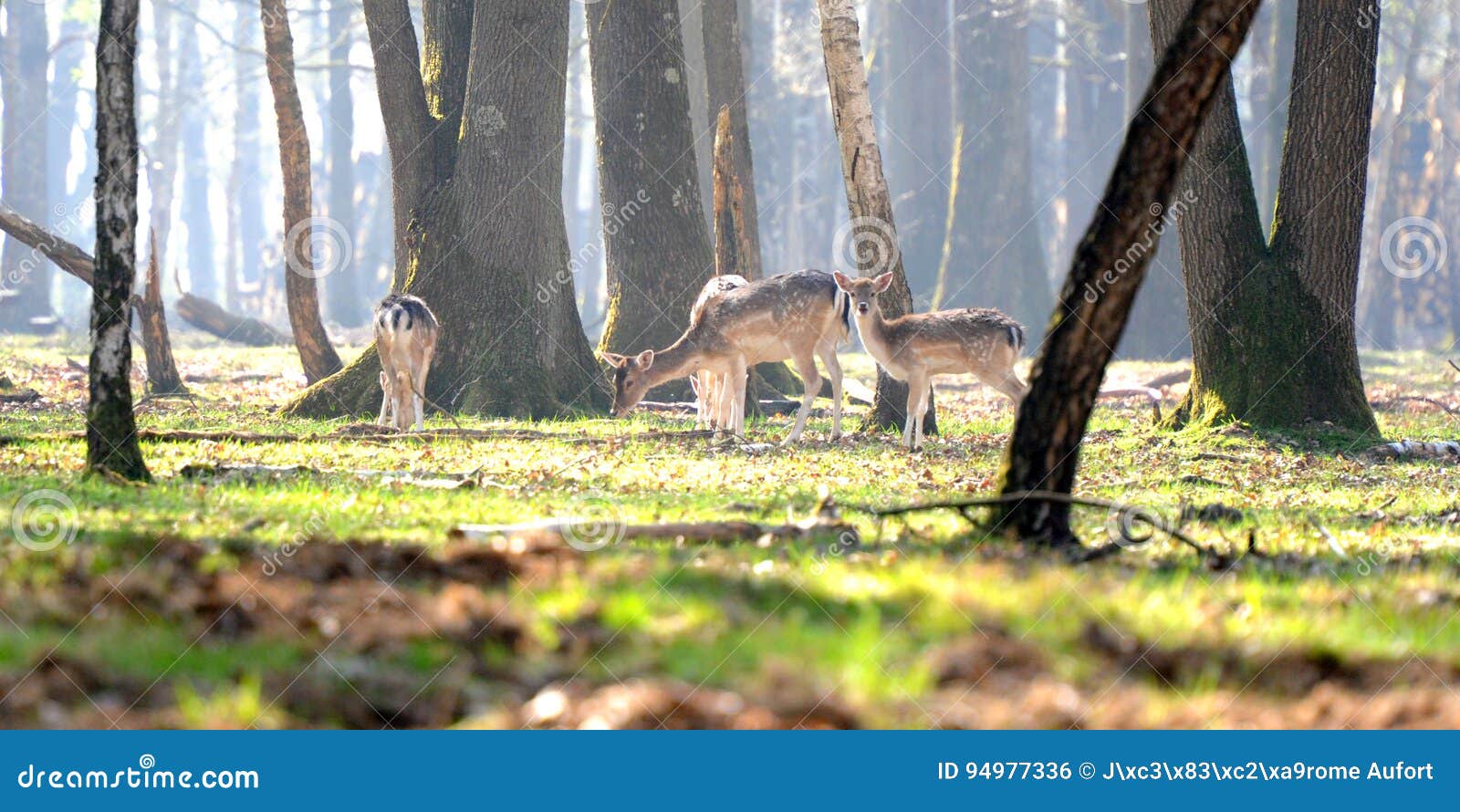 Fallow deer in forest stock photo. Image of fallow, france - 94977336