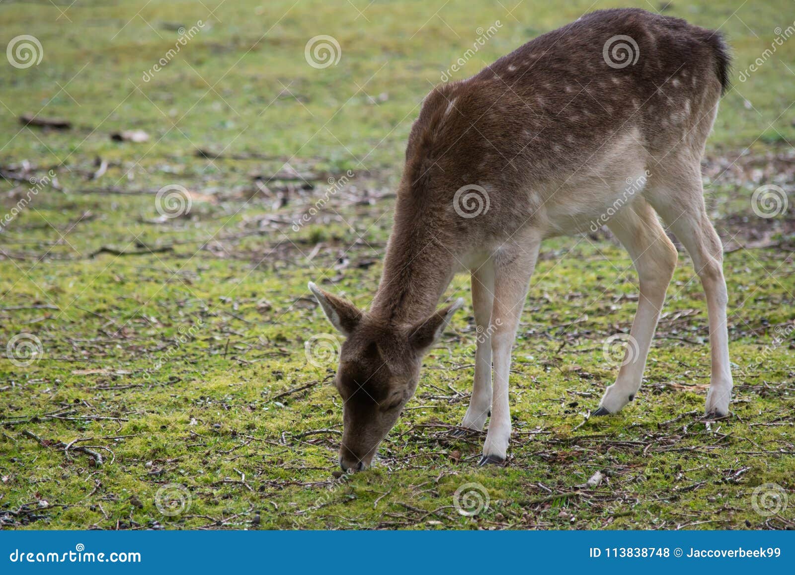 Fallow Deer Forest Spring Brown Grass Tree Leaves Stock Photo - Image ...