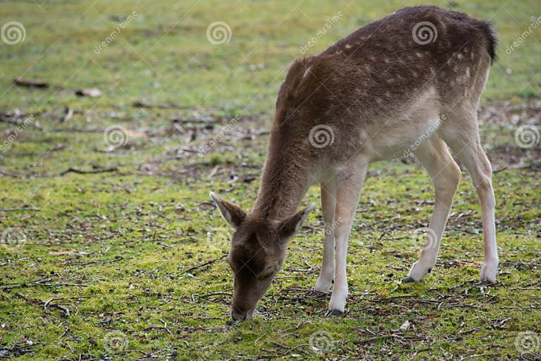 Fallow Deer Forest Spring Brown Grass Tree Leaves Stock Photo - Image ...