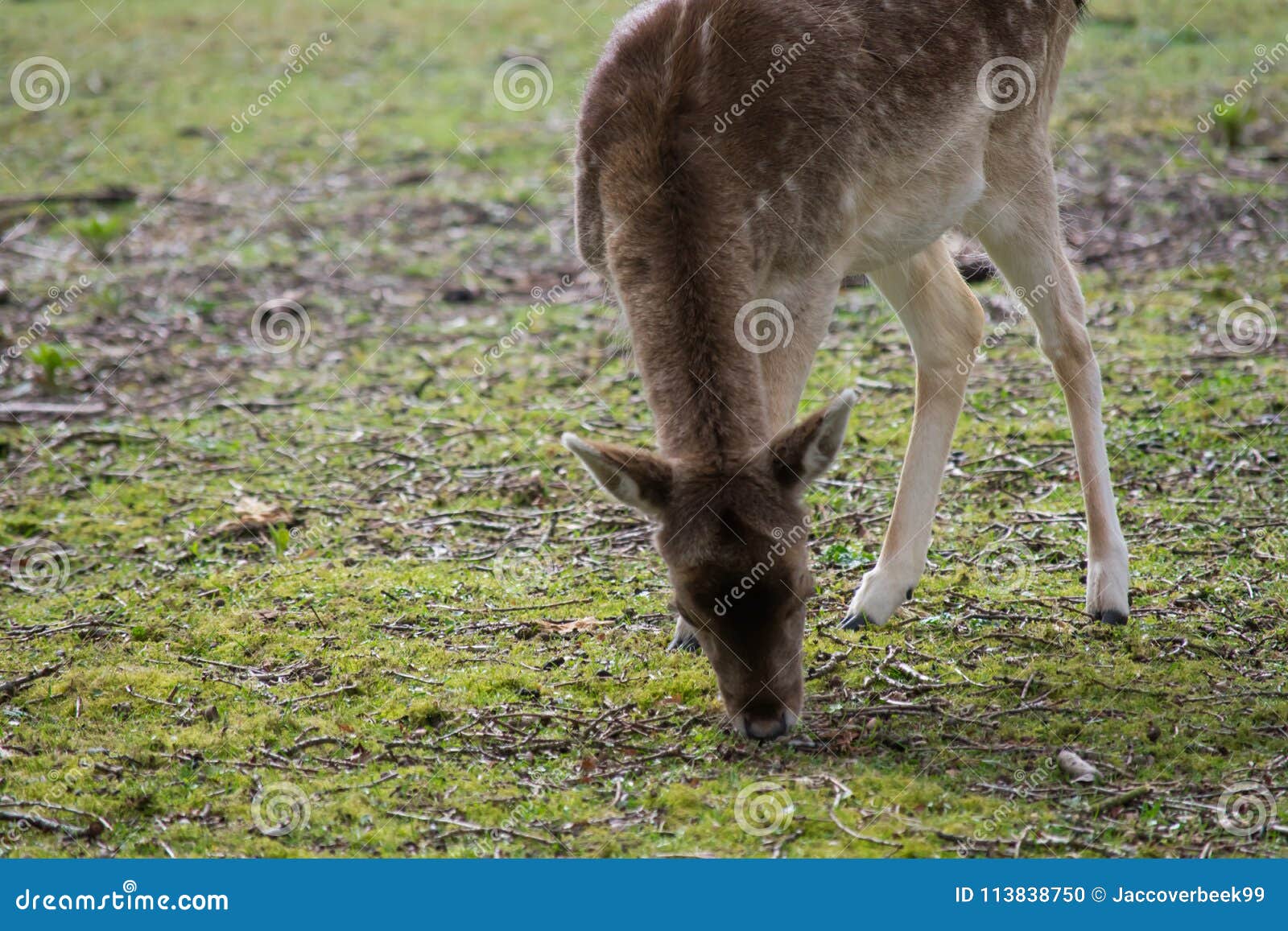 Fallow Deer Forest Spring Brown Grass Tree Leaves Stock Photo - Image ...