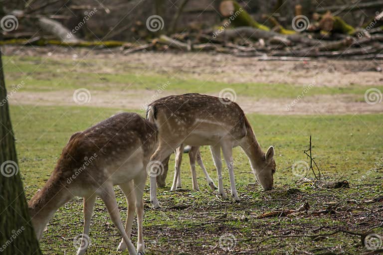 Fallow Deer Forest Spring Brown Grass Tree Leaves Stock Image - Image ...