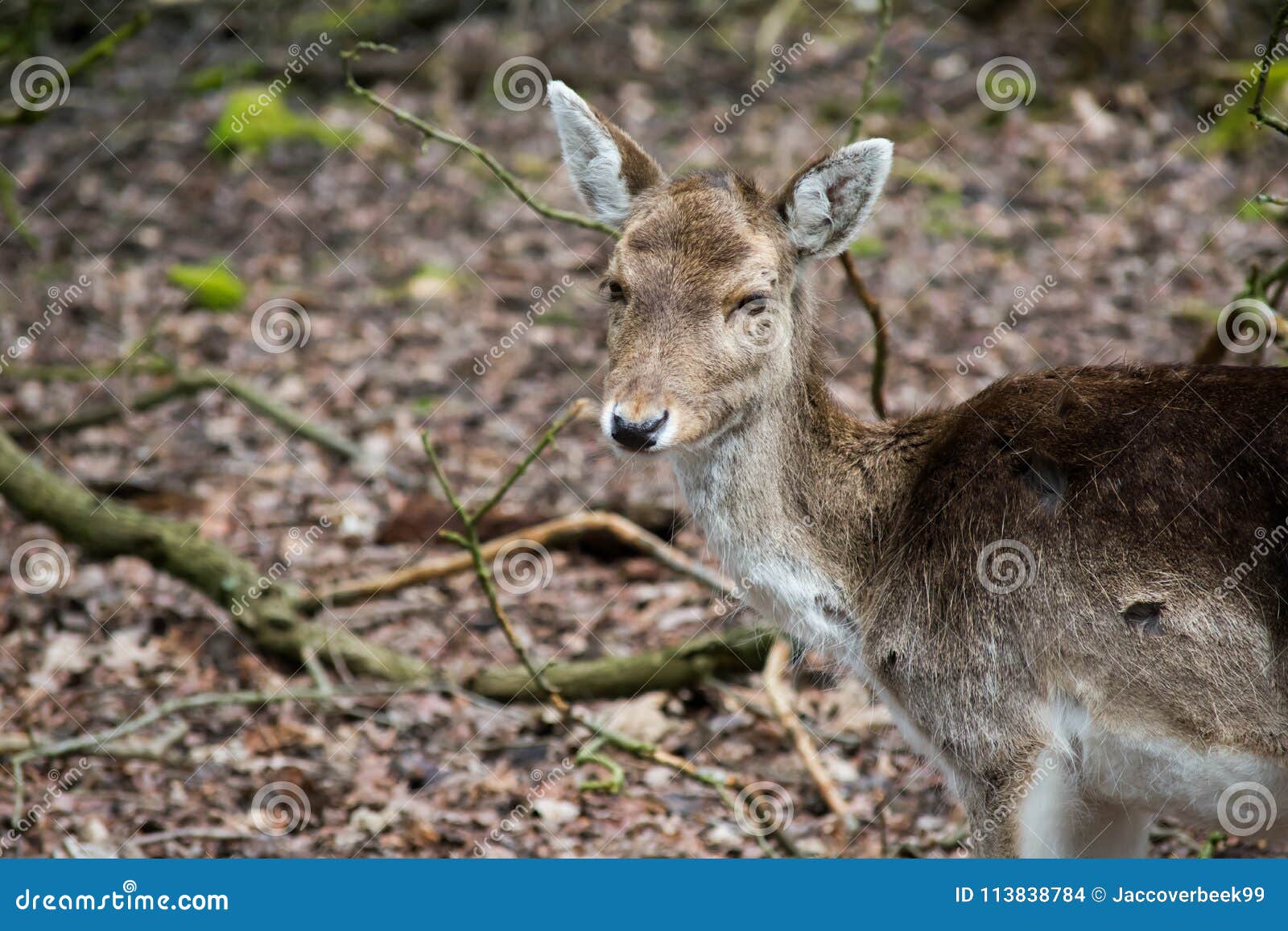 Fallow Deer Forest Spring Brown Grass Tree Leaves Stock Photo - Image ...