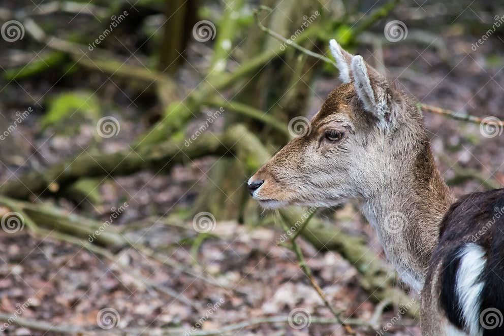 Fallow Deer Forest Spring Brown Grass Tree Leaves Stock Image - Image ...