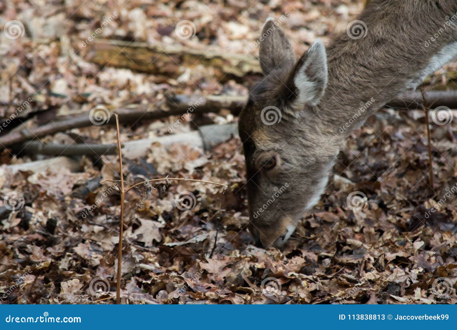 Fallow Deer Forest Spring Brown Grass Tree Leaves Stock Image - Image ...