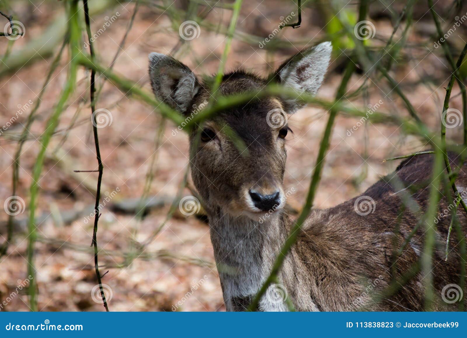 Fallow Deer Forest Spring Brown Grass Tree Leaves Stock Image - Image ...