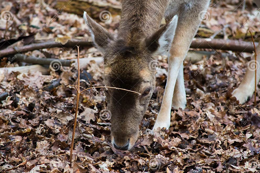 Fallow Deer Forest Spring Brown Grass Tree Leaves Stock Image - Image ...