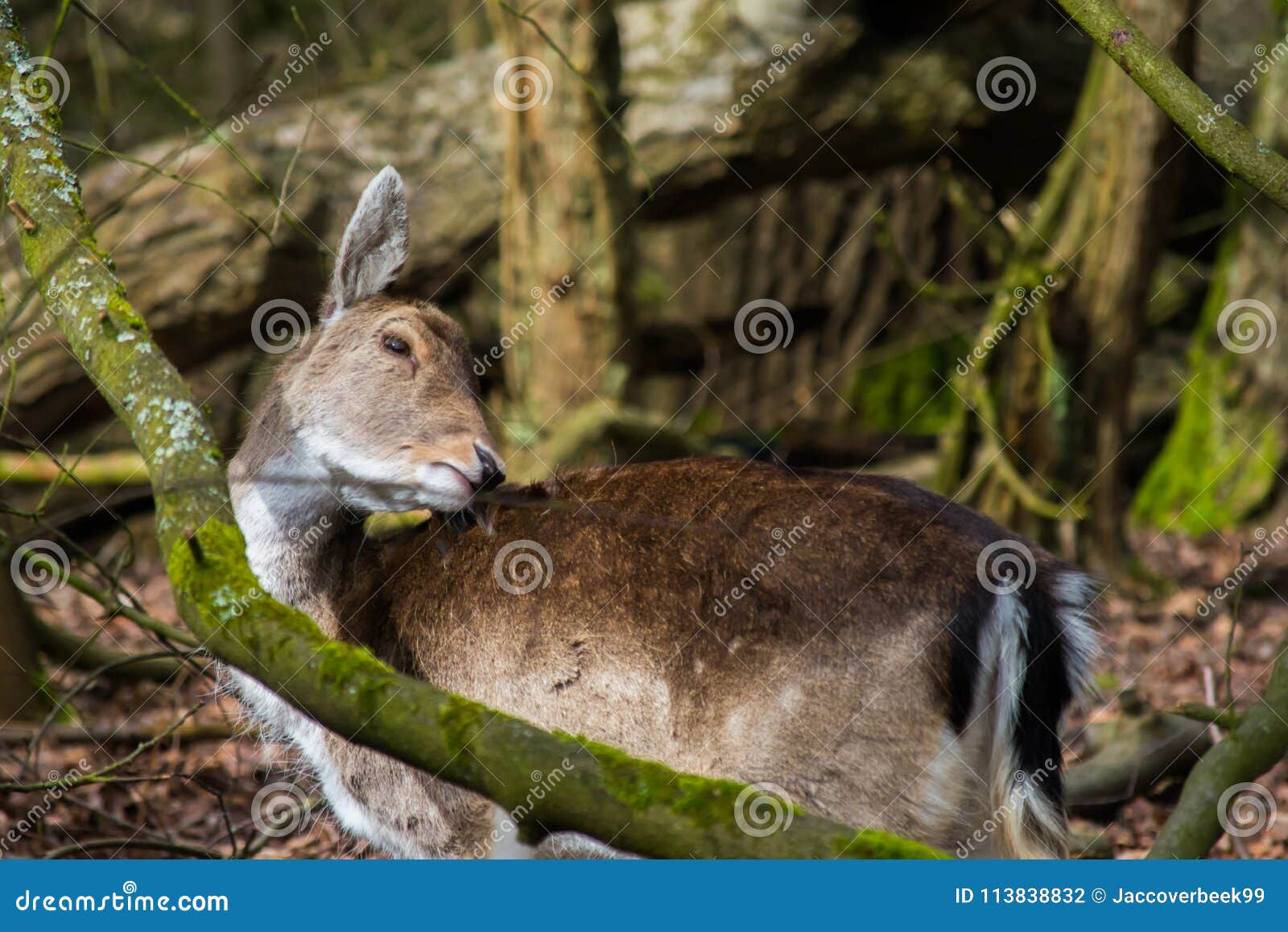 Fallow Deer Forest Spring Brown Grass Tree Leaves Stock Photo - Image ...