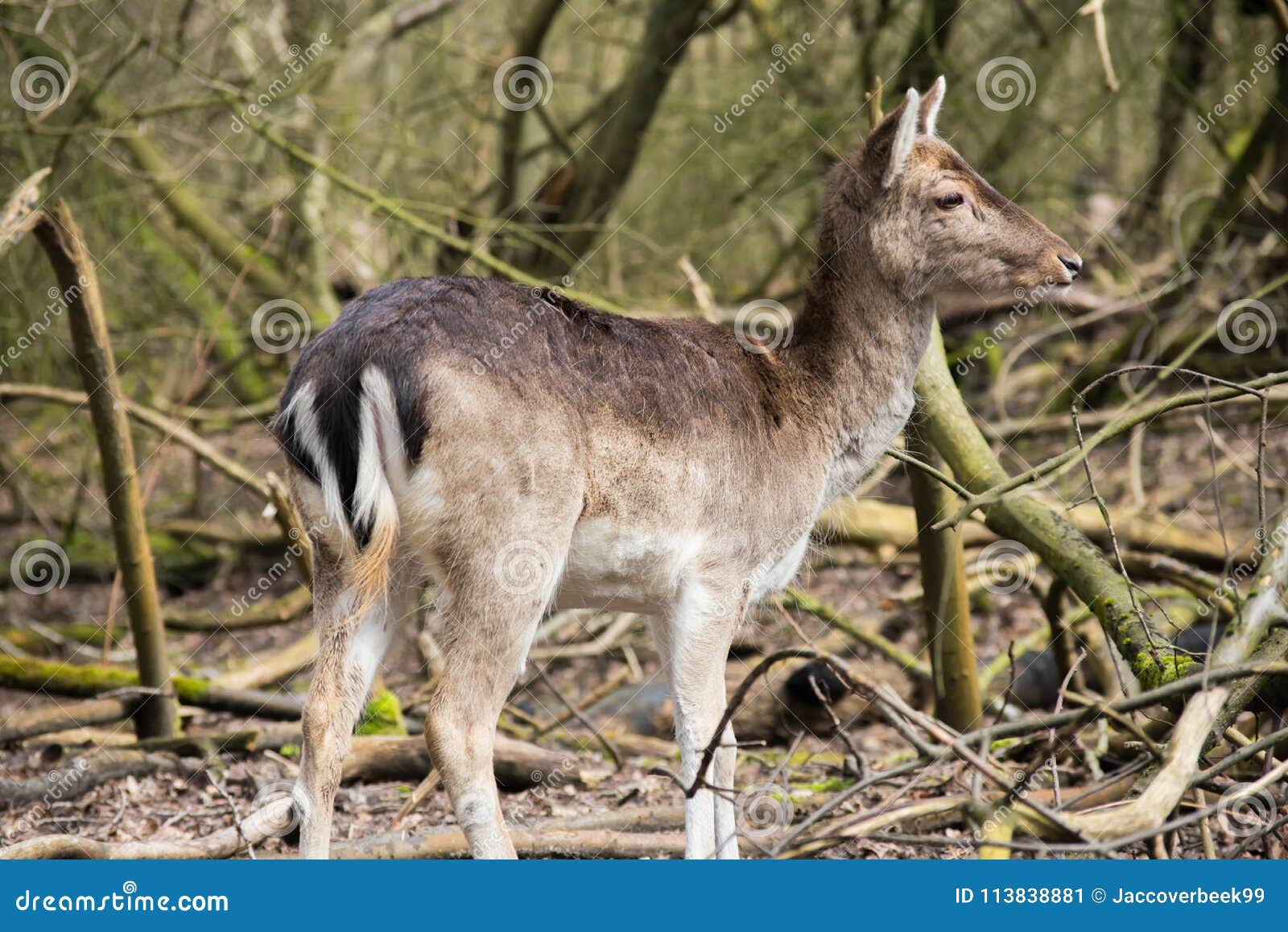 Fallow Deer Forest Spring Brown Grass Tree Leaves Stock Image - Image ...